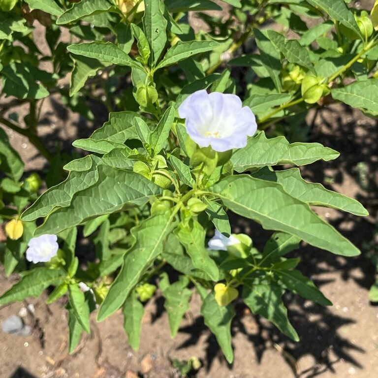 ニカンドラ：野の花ノート 1001 | 野の花ノート 1001
