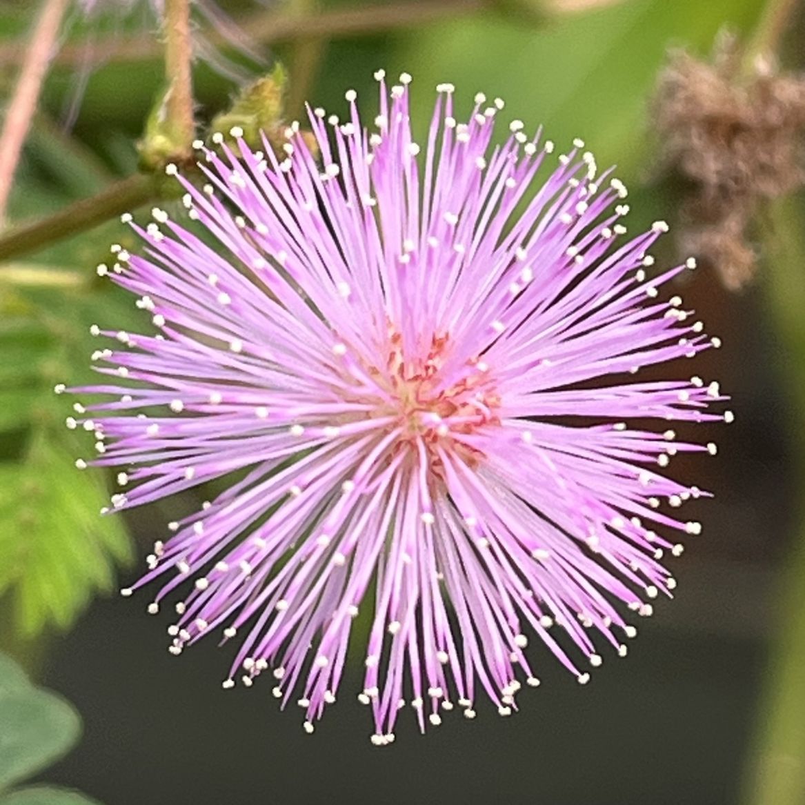 オジギソウ：野の花ノート 1001 | 野の花ノート 1001